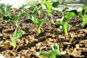 Cómo crecer y cuidar de los guisantes en la tecnología moderna.