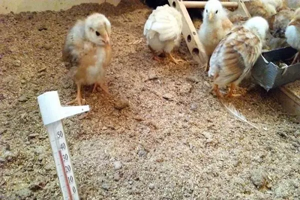 Malé kurčatá
