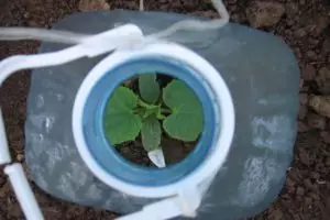Jak zasadit a pěstovat okurky v 5 litrových lahvích