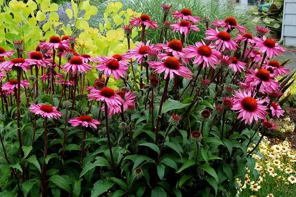 Echinacea ترتیب دیں