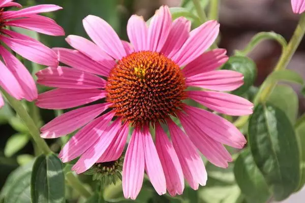 باغ میں Echinacea