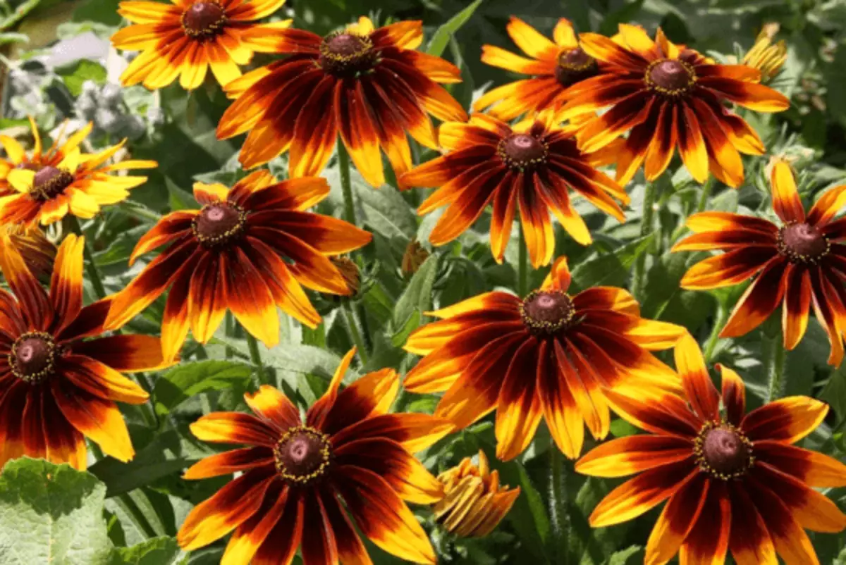 پھول Echinacea.