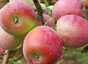 苹果树的描述日内瓦，种植和特点