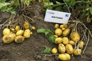 Beschrijving van Natasha aardappelrassen, zijn kenmerken en opbrengst