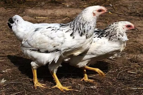 Chicken harmonious