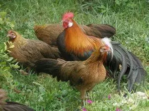 Beschreibung und Bedingungen für die Wartung von Hühnern von Phoenix