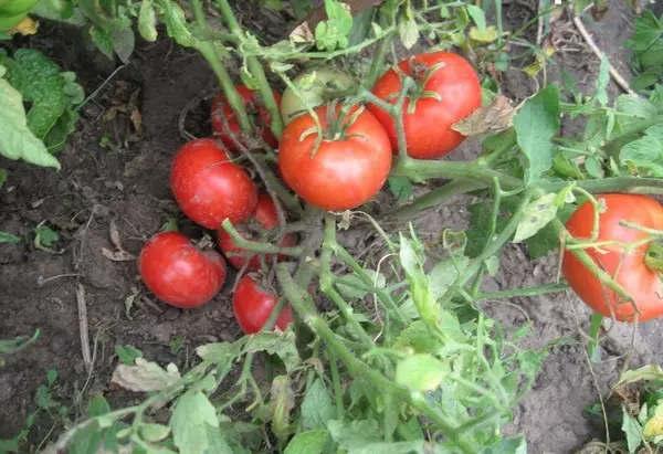 Mga Tomato Bushes Mongolian Dwarf
