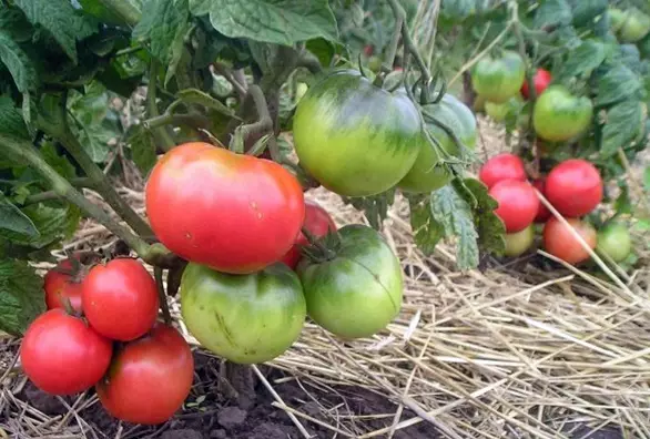 Tomatmongolsk dvärg i trädgården