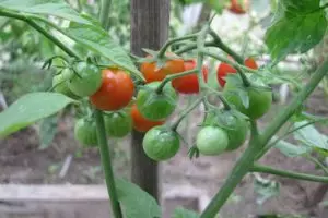 Pomidorų barbaris hibrido charakteristikos ir aprašymas