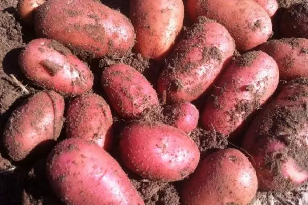 Растечки компири