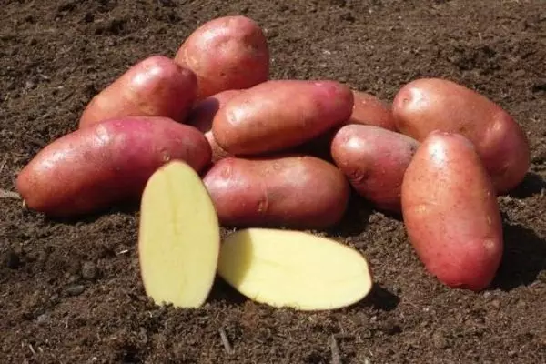 Kartoffelen am Buedem