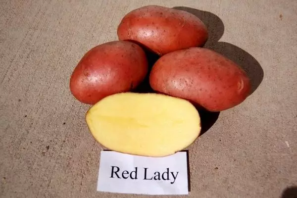 Senhora vermelha potatochka.