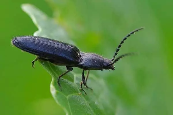 Beetle traat