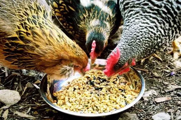 Táplálkozási csirkék