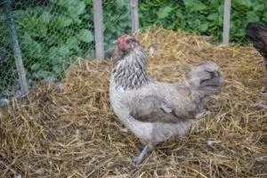 Penerangan dan ciri-ciri baka Ayam Ameaucan, ciri pembiakan