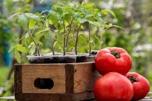 Lè ou bezwen plante tomat nan plant yo nan 2021