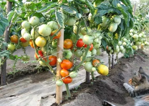 Arbustos de tomate boné vermelho