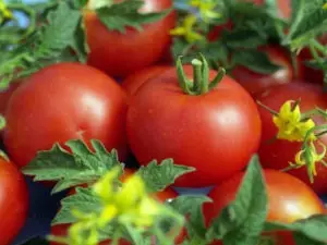 Karakteristik ak deskripsyon nan varyete nan tomat Gina, sede li yo