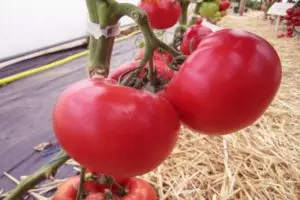 Descripción del tomate de tomate, su creciente y cuidado.