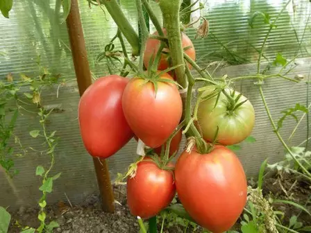 Arbustos Tomate Cardinal