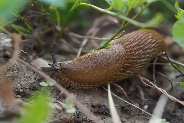 Slug as pests
