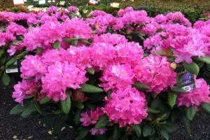 説明RhododendronさまざまなRoseum Elegance、植栽とケアの特徴