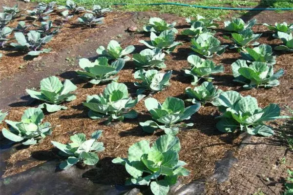 Cabbage sa mga grete