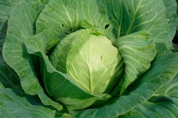 Pagpalambo sa Cabbage