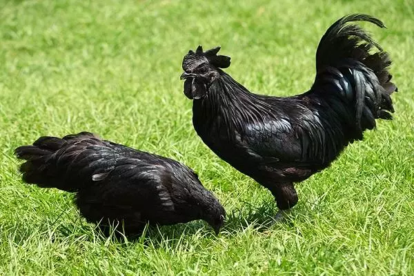 Chickens Ayam Ceemani