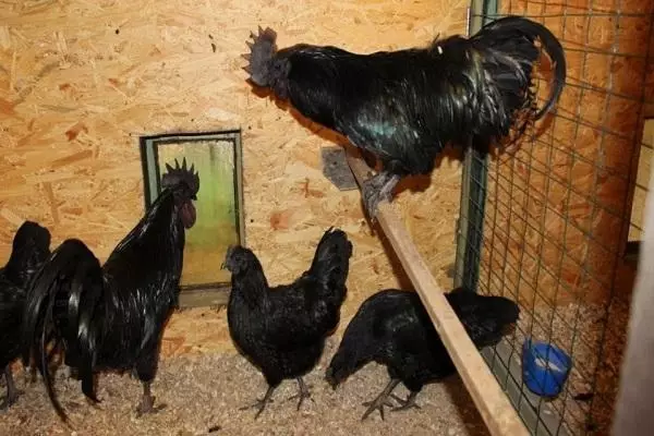 Arrangement av kylling coop