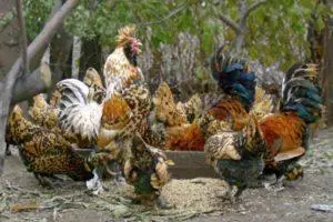 Descrición das 22 mellores razas de galiñas enanas e regras de coidados domésticos