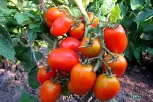 Karakteristisk og beskrivelse av tomats variasjon mirakel lat, dets utbytte