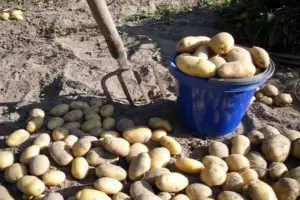 Kapan Anda bisa menggali kentang muda setelah berbunga?