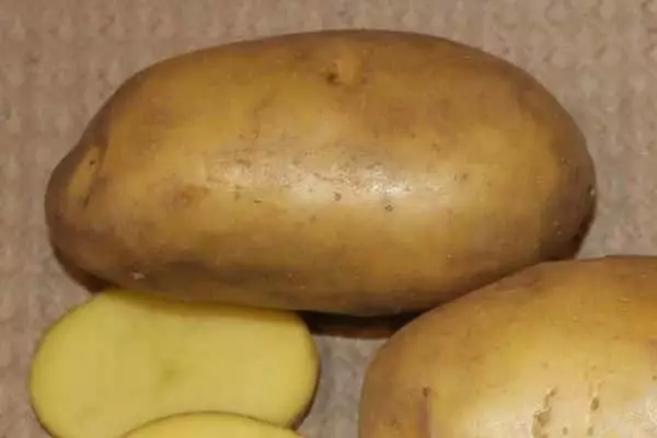 Štetočina krompira