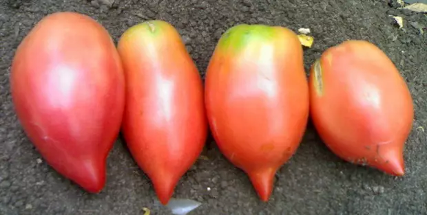 Ausų pomidorų auginimas