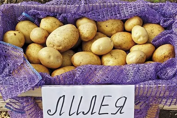 Lilea potatis: Egenskaper och beskrivning av sorten, utbyte med foton