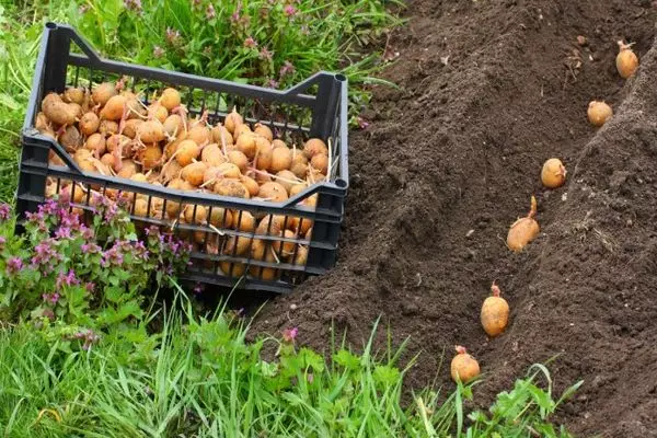 Plantation de pommes de terre