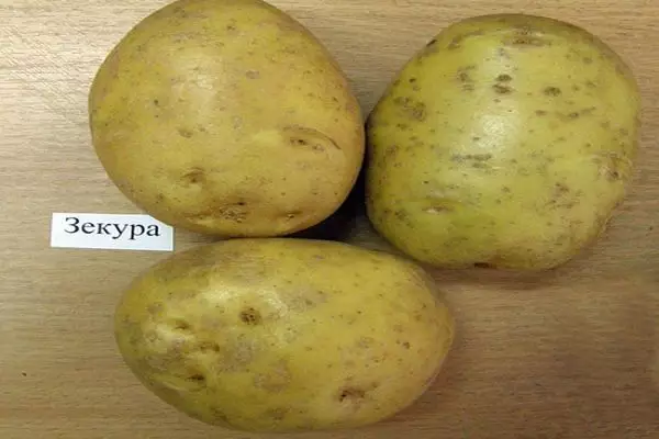 Zee-aardappel: beschrijving en variëteit kenmerken, opbrengst met foto's