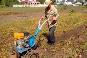 Si të gërmoni dhe të pastroni patatet me një motobel