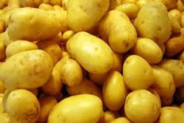 Rritja e patates