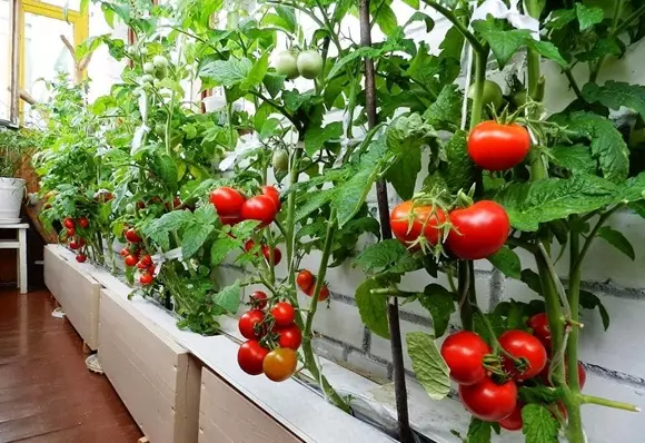 Grandes tomates sur le balcon