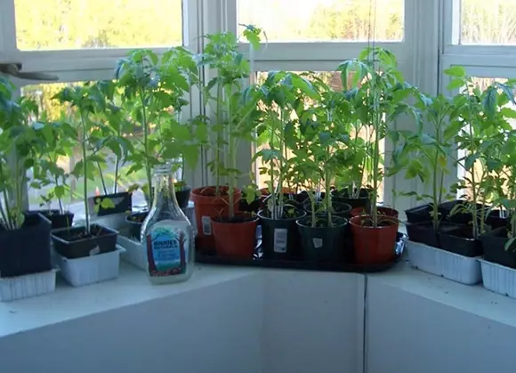 Tomato Seedlings op der Balkon
