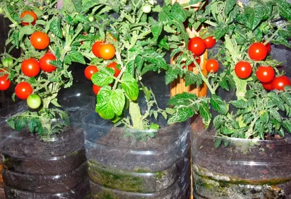 balkonda çüýşeli pomidor