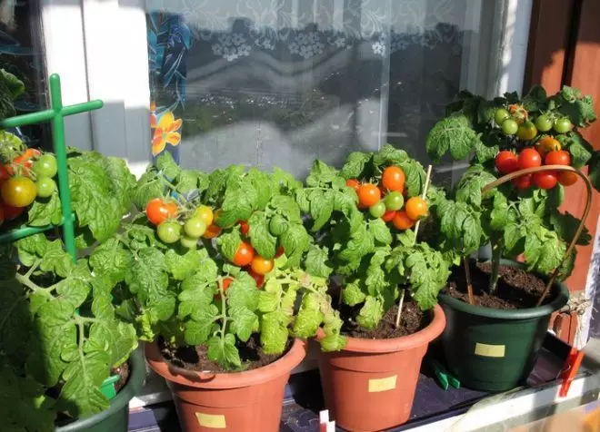 עגבניות פינוקיו על המרפסת