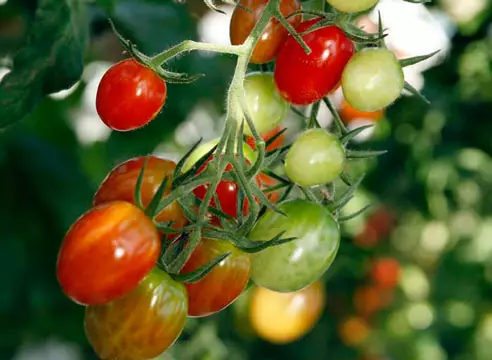 Pomidor mini qari