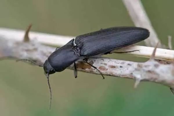 Beetle stieple