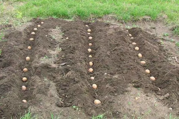 картопля в лунках