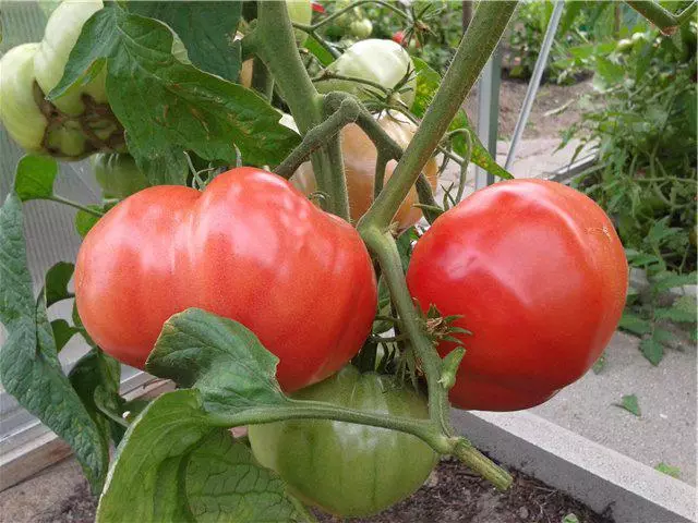 ٹماٹر بڑھتی ہوئی