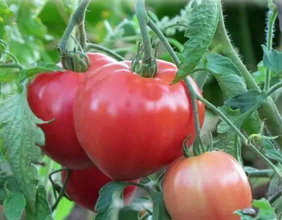 Tomato panthambi