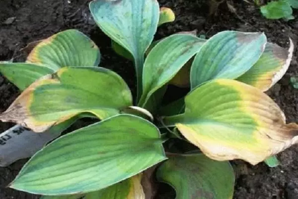 Características da planta